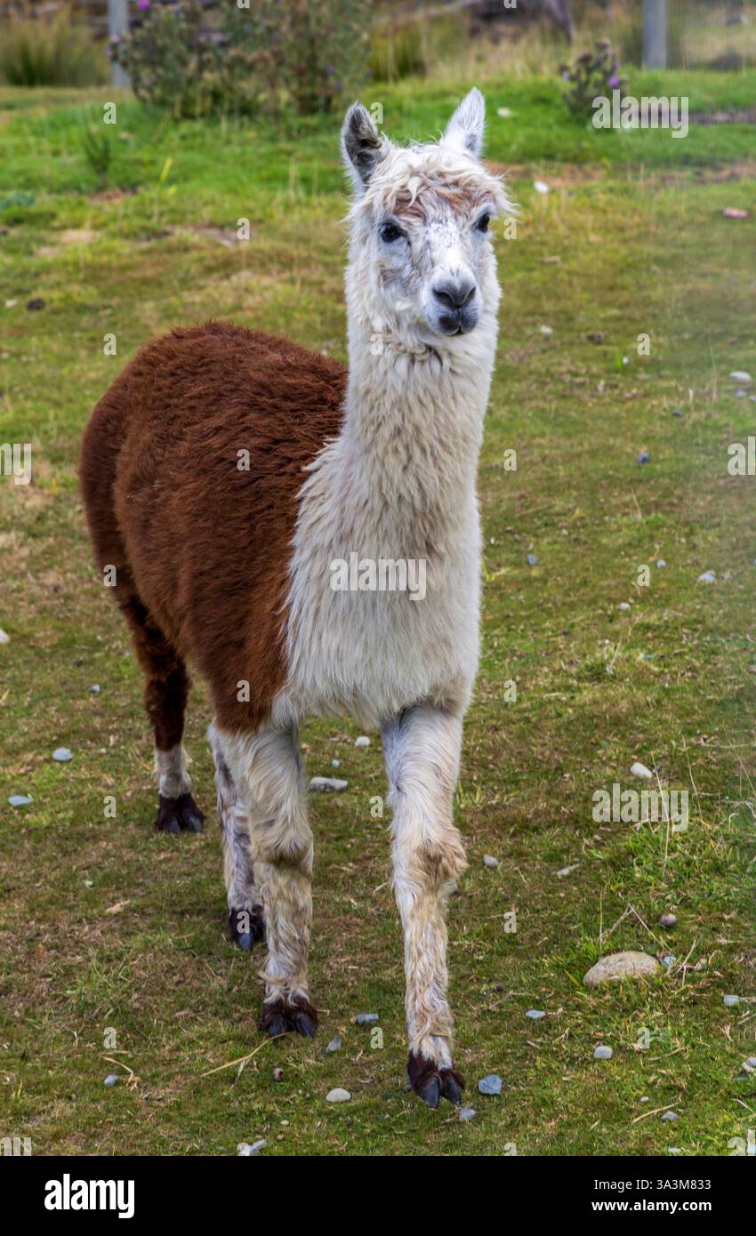 Funny Lama Alpaca on the Farm. Otago, New Zealand Stock Photo - Alamy