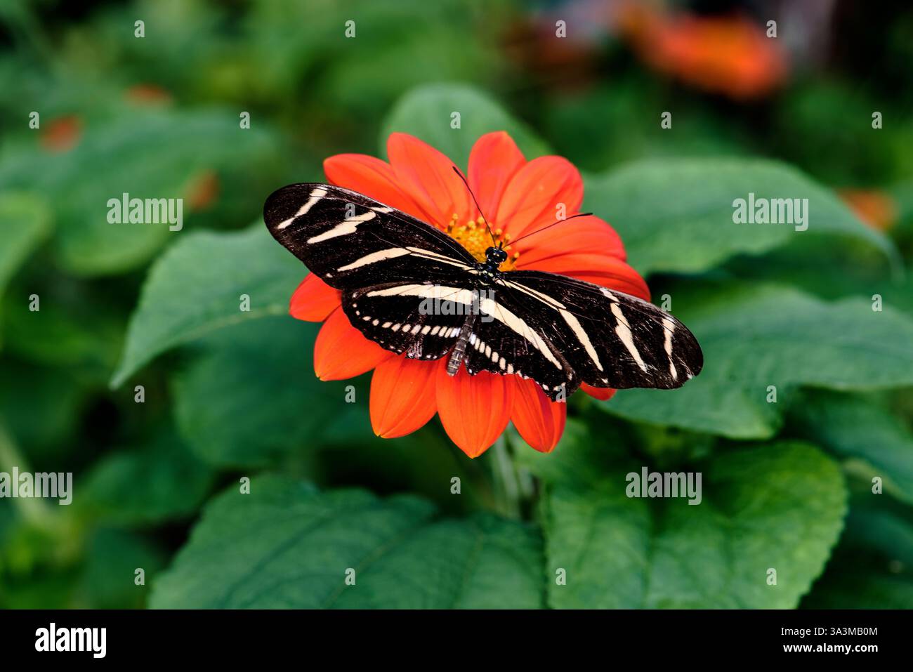 State butterfly of Florida, their flight is lilting and relatively slow ...