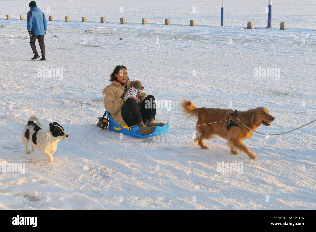 YANTAI, CHINA - JANUARY 11, 2025 - Residents play on a dog sled in ...