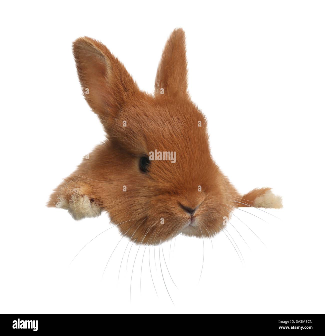 Cute fluffy bunny peeking out on white background Stock Photo - Alamy