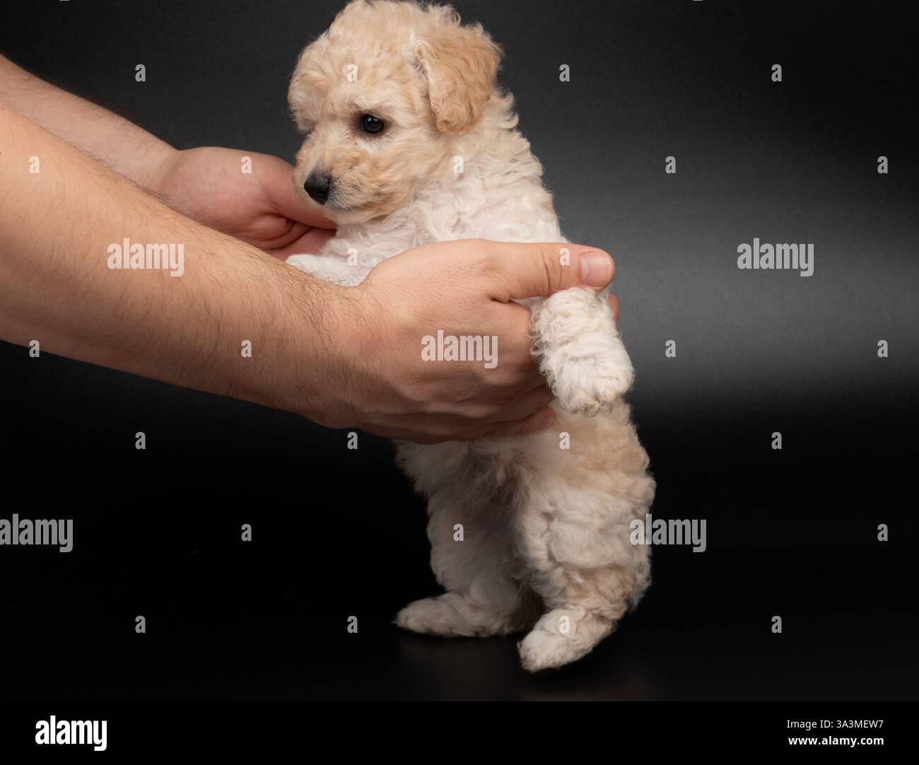Fluffy poodle puppy stand isolated on black studio background Stock ...