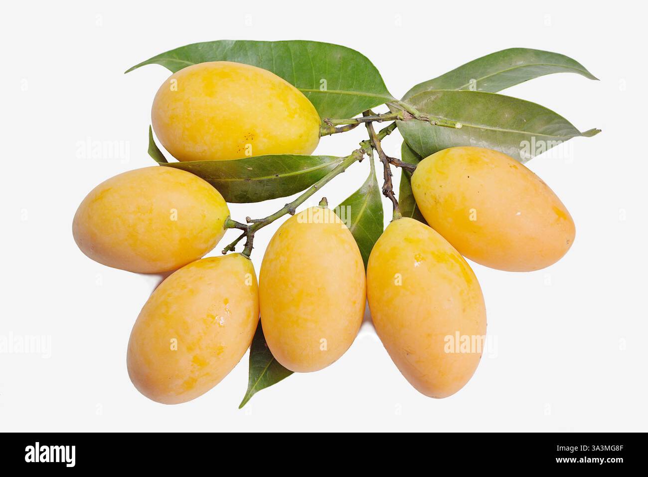 Six ripe yellow marian plum or mayong chit fruits (Bouea macrophylla) with attached leaves ...