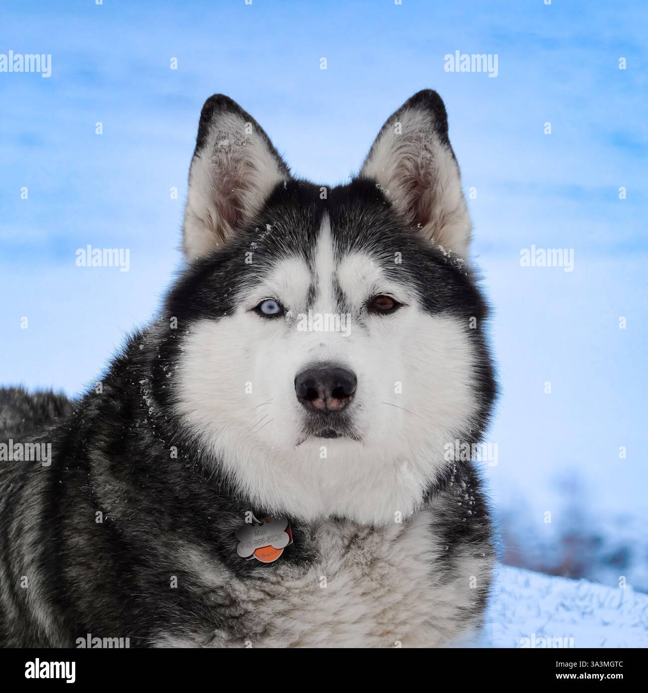 Myhuskymax hi-res stock photography and images - Alamy