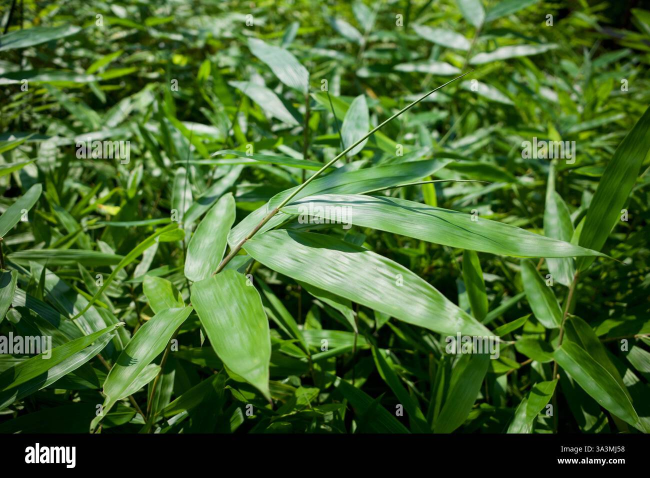 Young bamboo plant, Bambusa sp., in the nursery for natural background ...