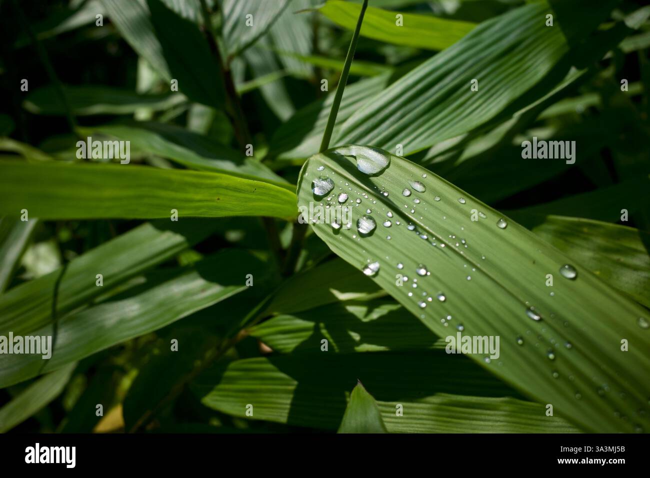 Young bamboo plant, Bambusa sp., with water splash in the nursery for ...