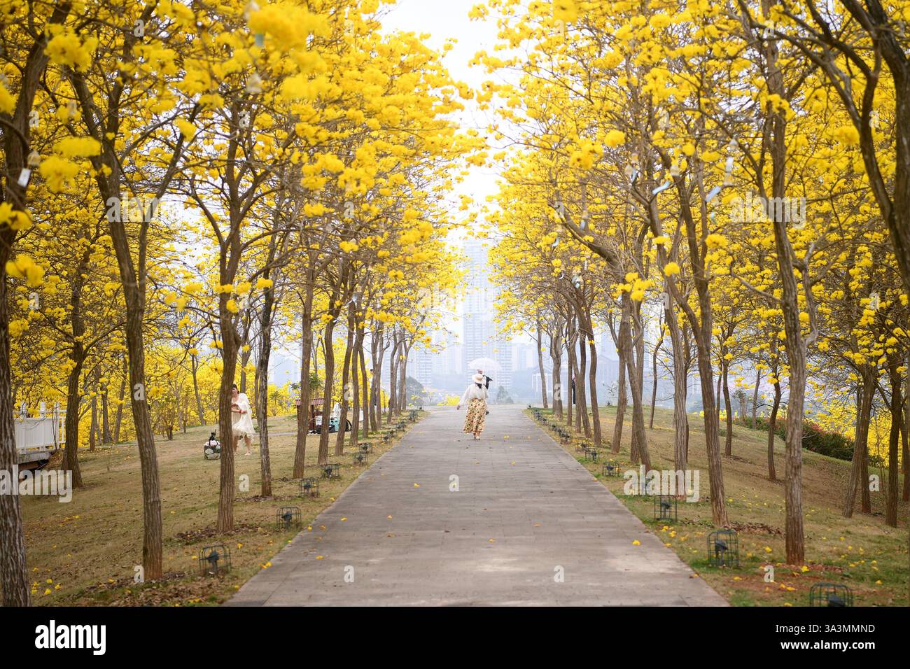 **CHINESE MAINLAND, HONG KONG, MACAU AND TAIWAN OUT** Tabebuia ...