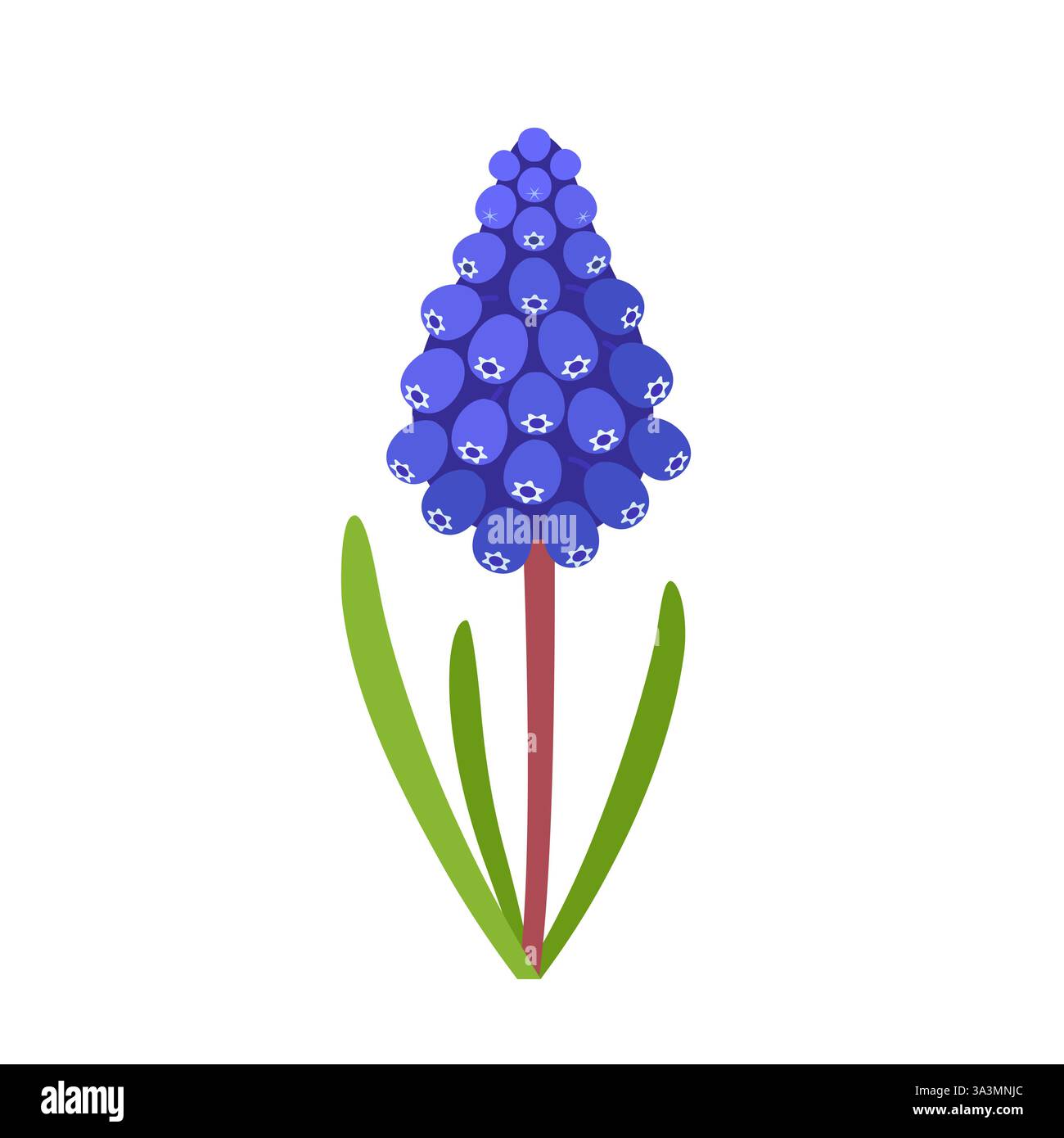 Muscari botryoides, or grape hyacinth. Spring flower. Hand drawn flat ...