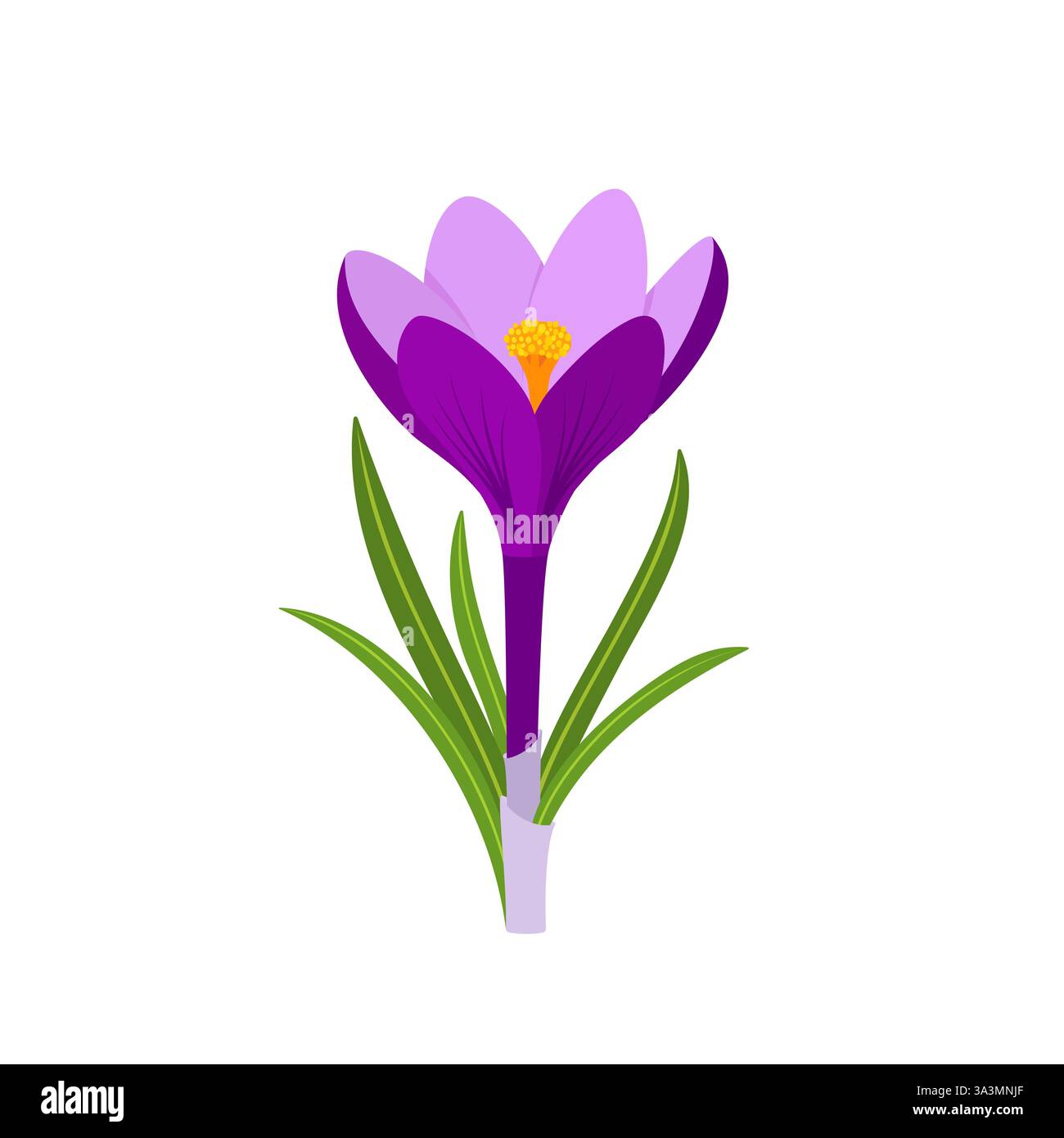Crocus vernus, or spring crocus. Spring flower. Hand drawn vector ...