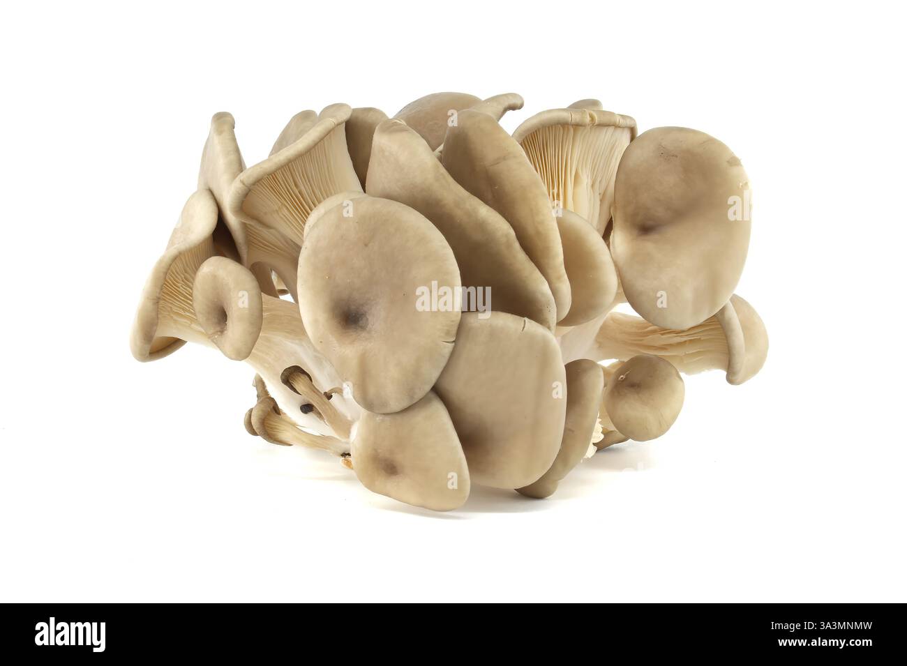 Natural forms close up Cut Out Stock Images & Pictures - Alamy