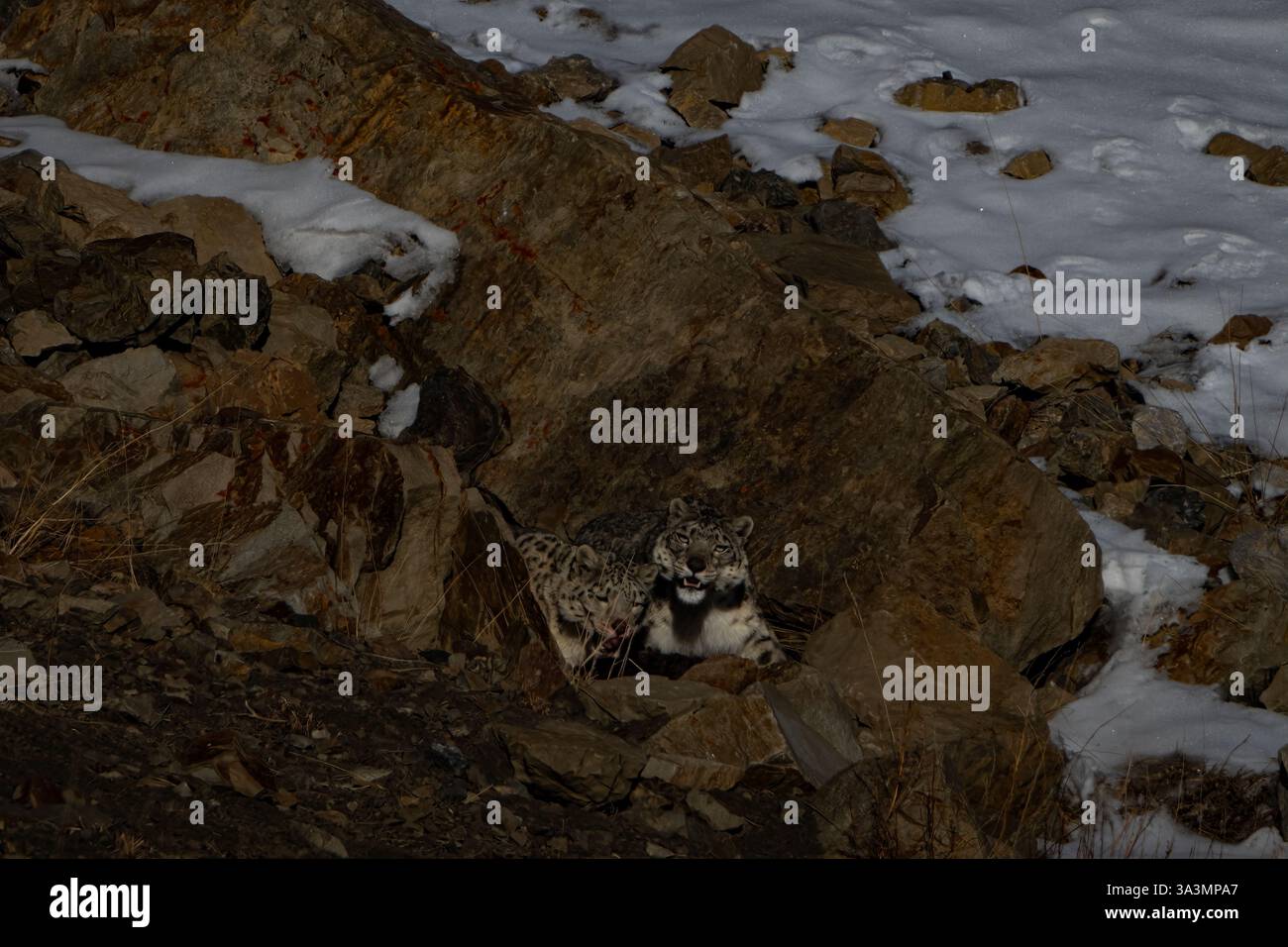 Himalayan Snow Leopard in Spiti habitat, Himachal Stock Photo - Alamy