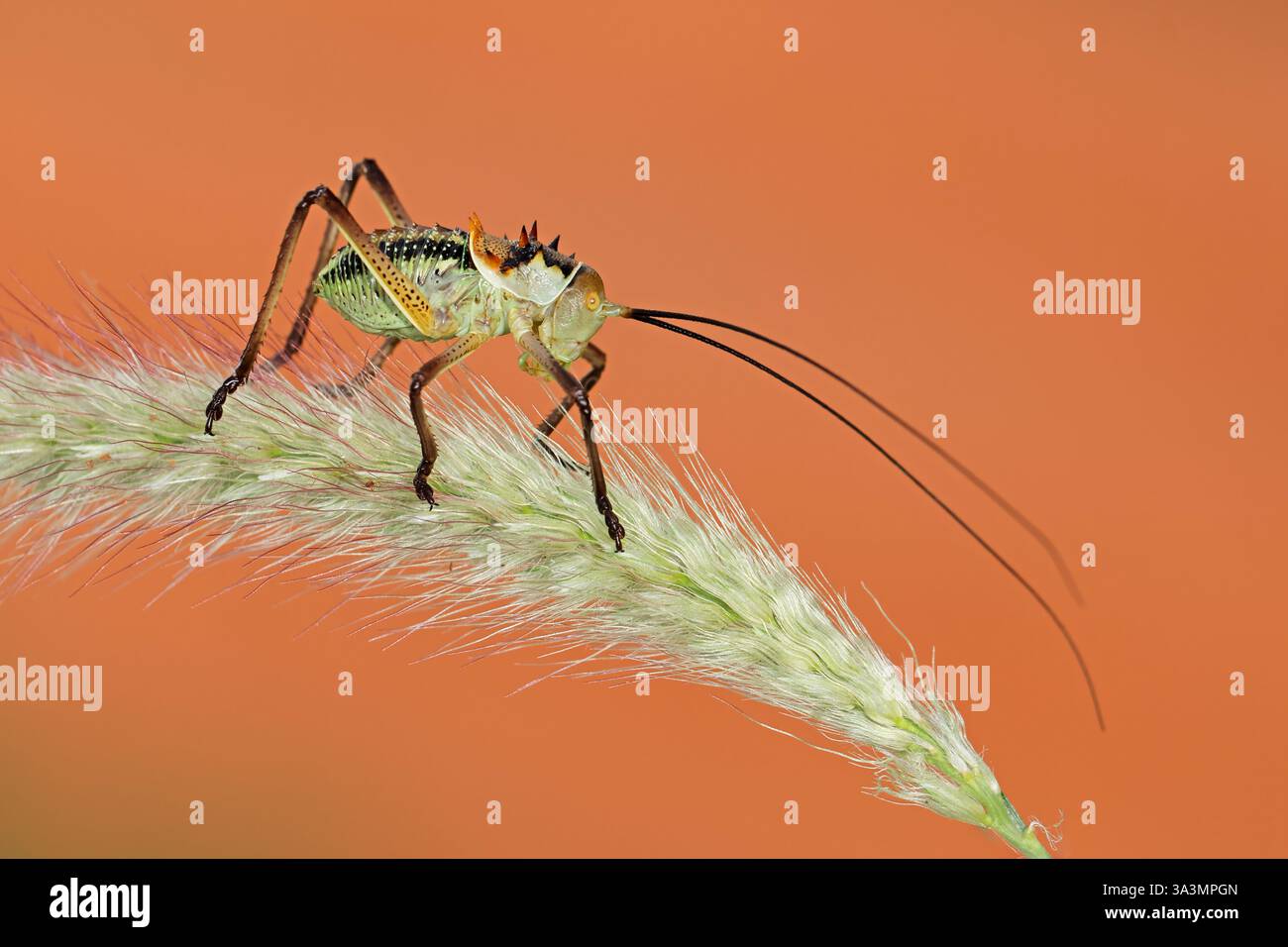 An African corn cricket (Acanthoplus armiventris) sitting on a plant ...