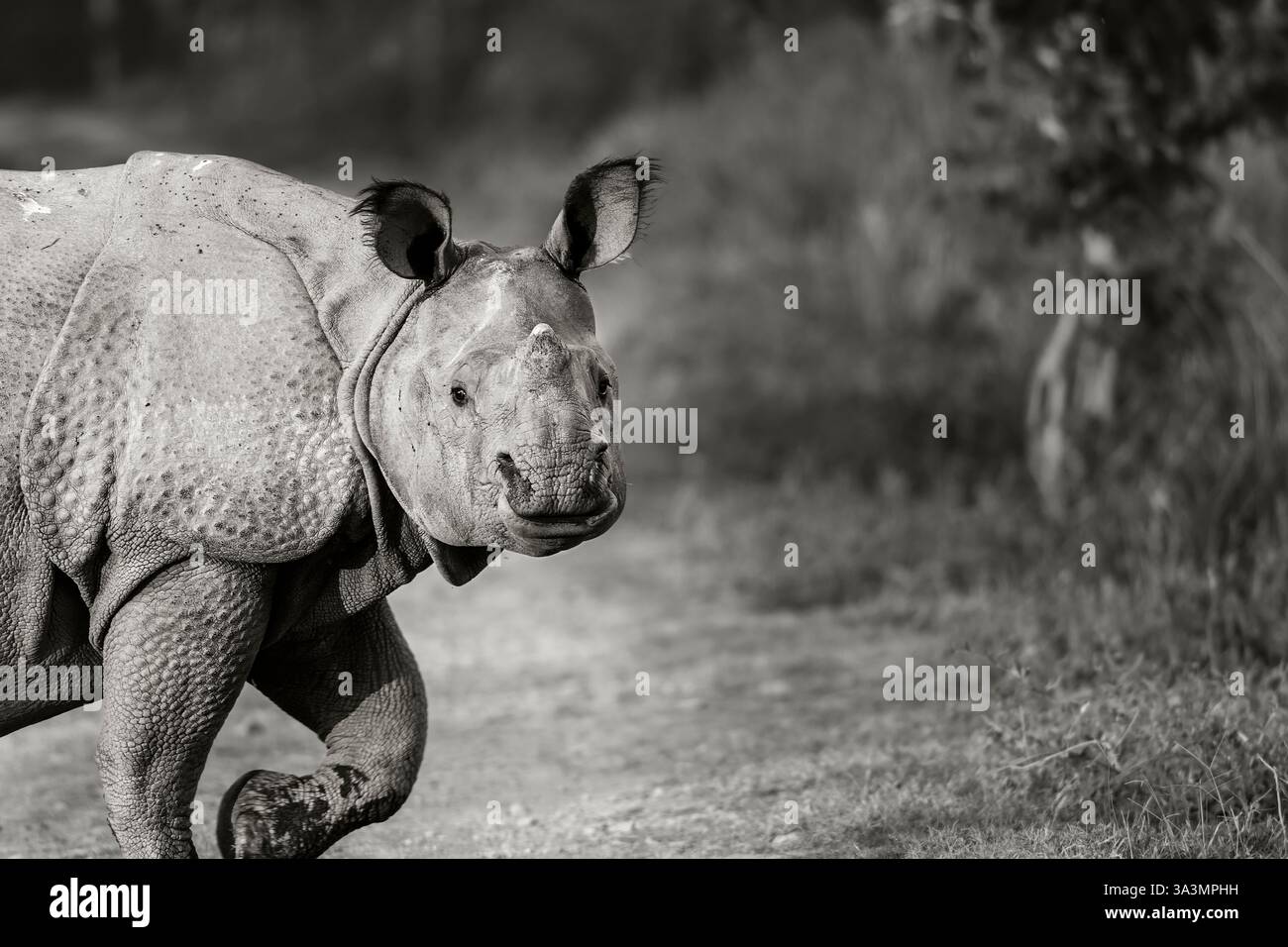 Gentle gaze hi-res stock photography and images - Alamy