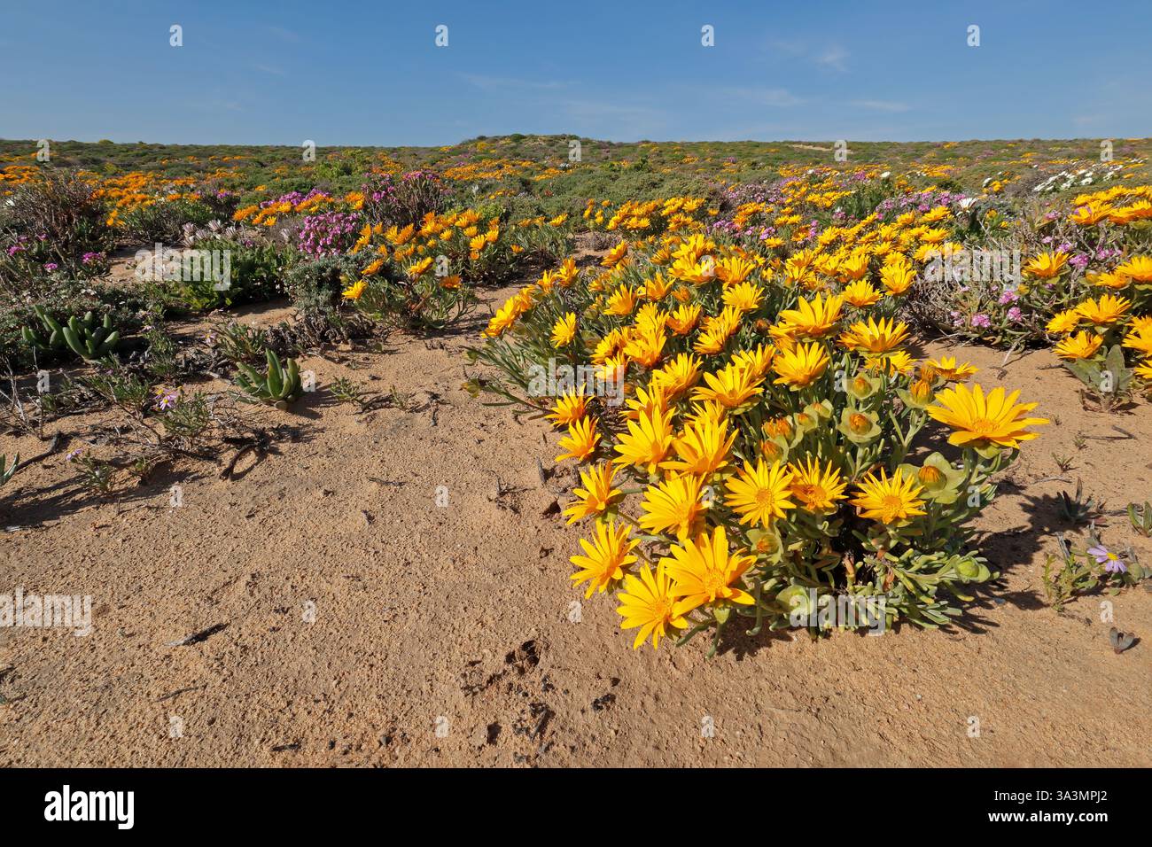 Colorful spring blooming coastal wildflowers, Namaqualand, Northern ...