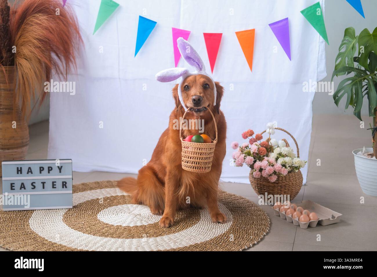 Golden retriever dog holds a basket of colorful eggs in its mouth ...