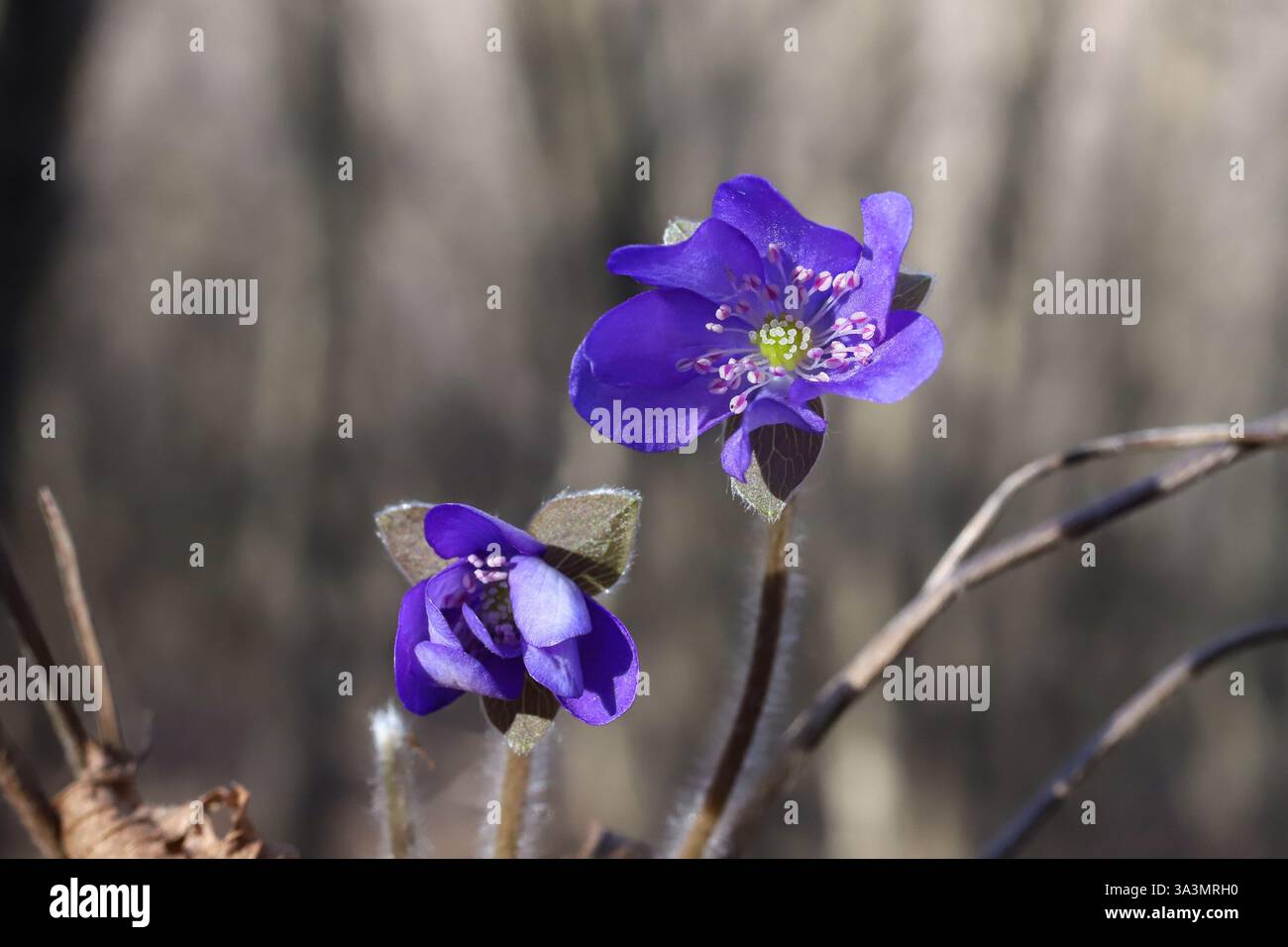 Hepatica nobilis, Liverleaf Hepatica, Ranunculaceae. Wild plant shot in ...