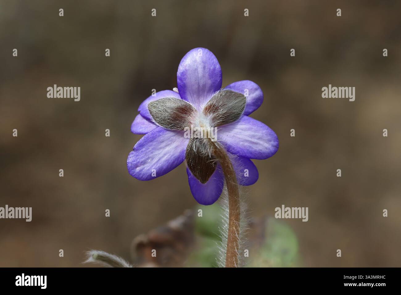 Hepatica nobilis, Liverleaf Hepatica, Ranunculaceae. Wild plant shot in ...
