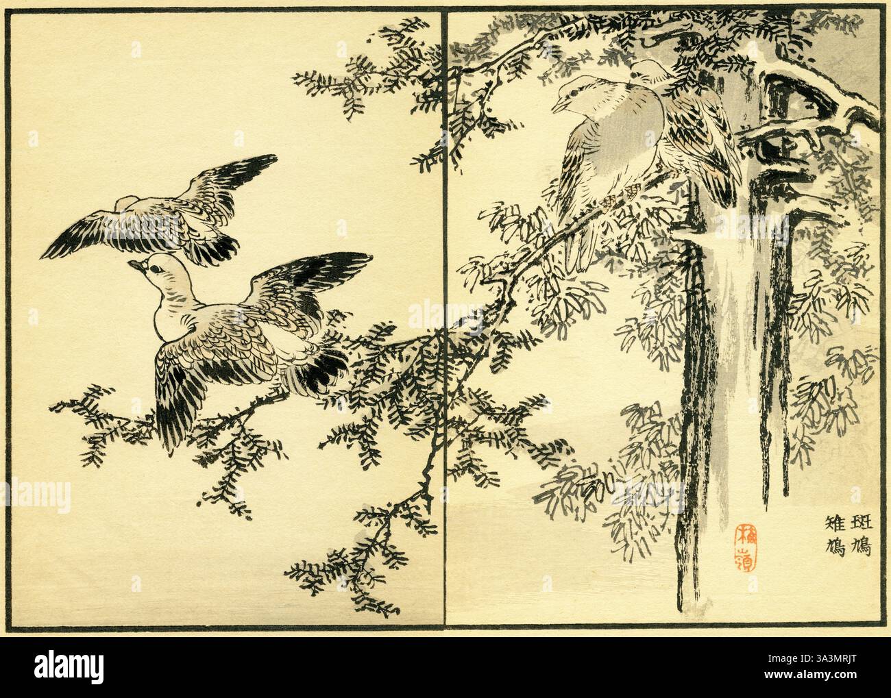 Collared Turtle Dove and Rufous Turtle Dove, Chinese Juniper Tree ...