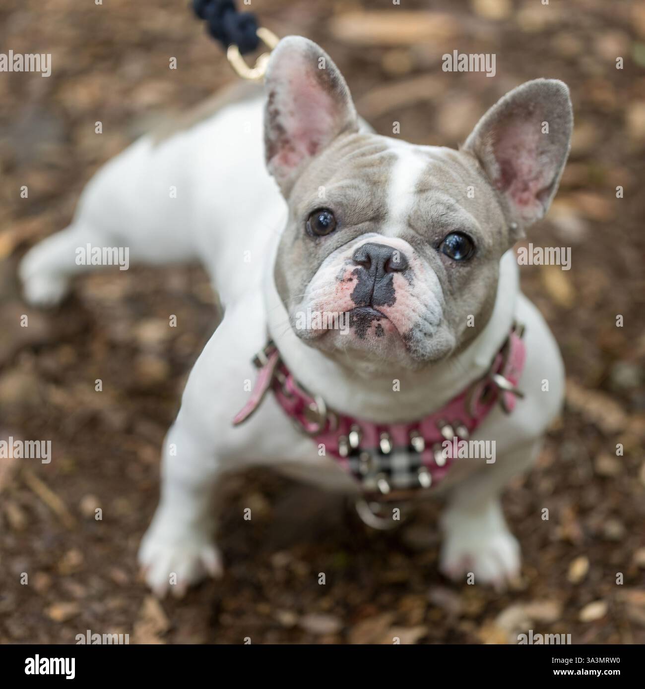 2-Years Old Fawn Piebald Frenchie Female Looking Up. Park in Northern ...