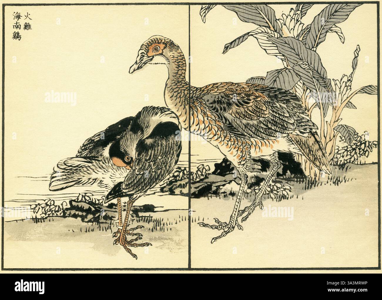 Turkey and Domesticated Broiler, Scarlet Banana ( Meleagris gallopavo ...