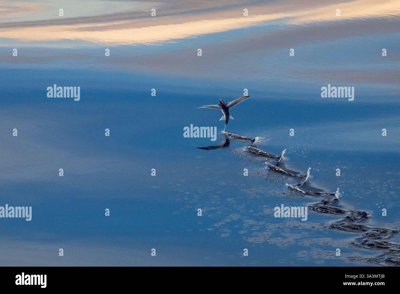 Side view of a flying fish (Exocoetidae species) in flight over the ...