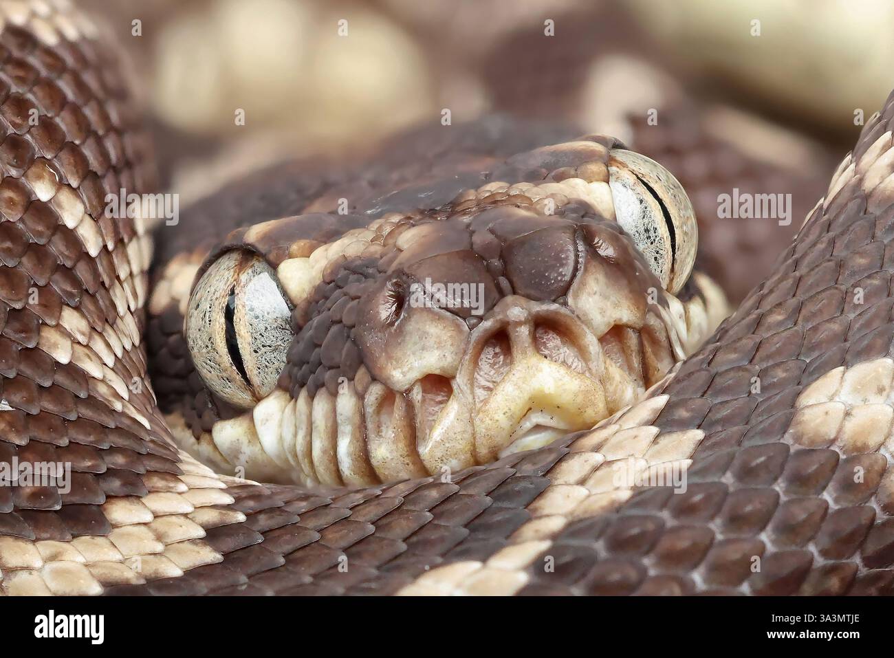 Australian Rough-scaled Python showing close up of facial area and heat ...