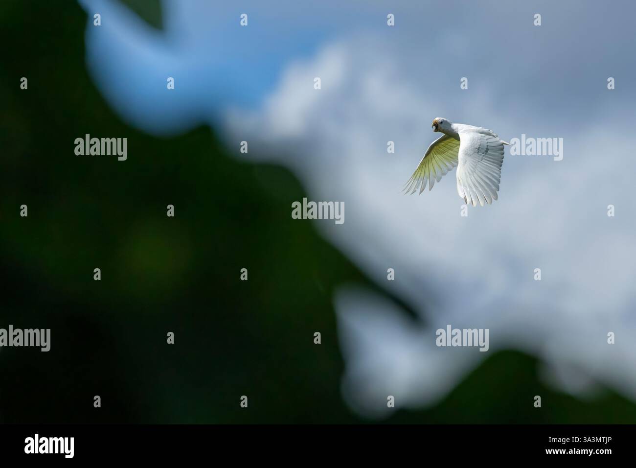 Solomons Cockatoo (Cacatua ducorpsii) near Honiara, Guadalcanal ...