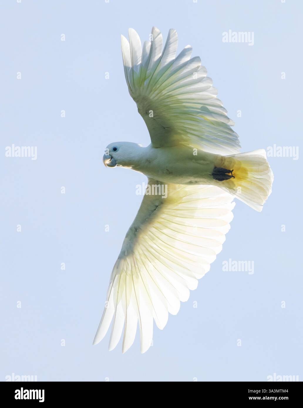Solomons Cockatoo (Cacatua ducorpsii) near Honiara, Guadalcanal ...