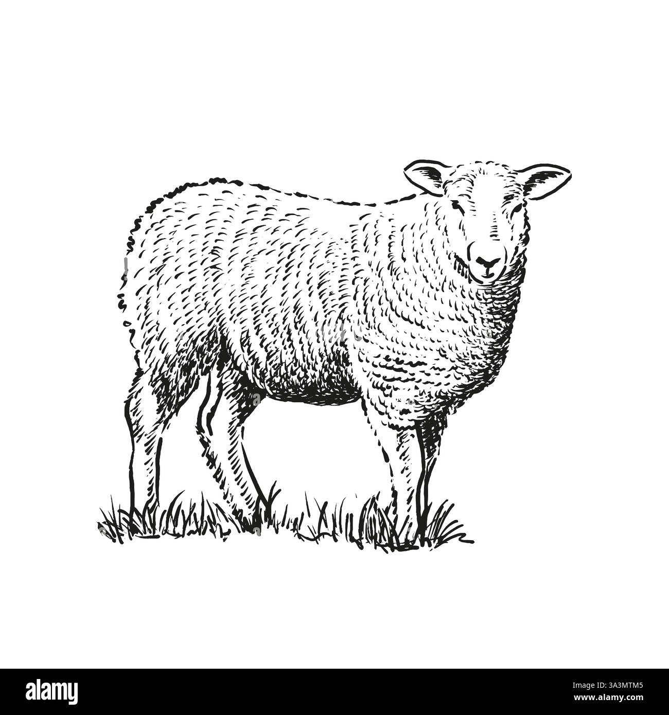 Hand drawn illustration of sheep Stock Vector Image & Art - Alamy