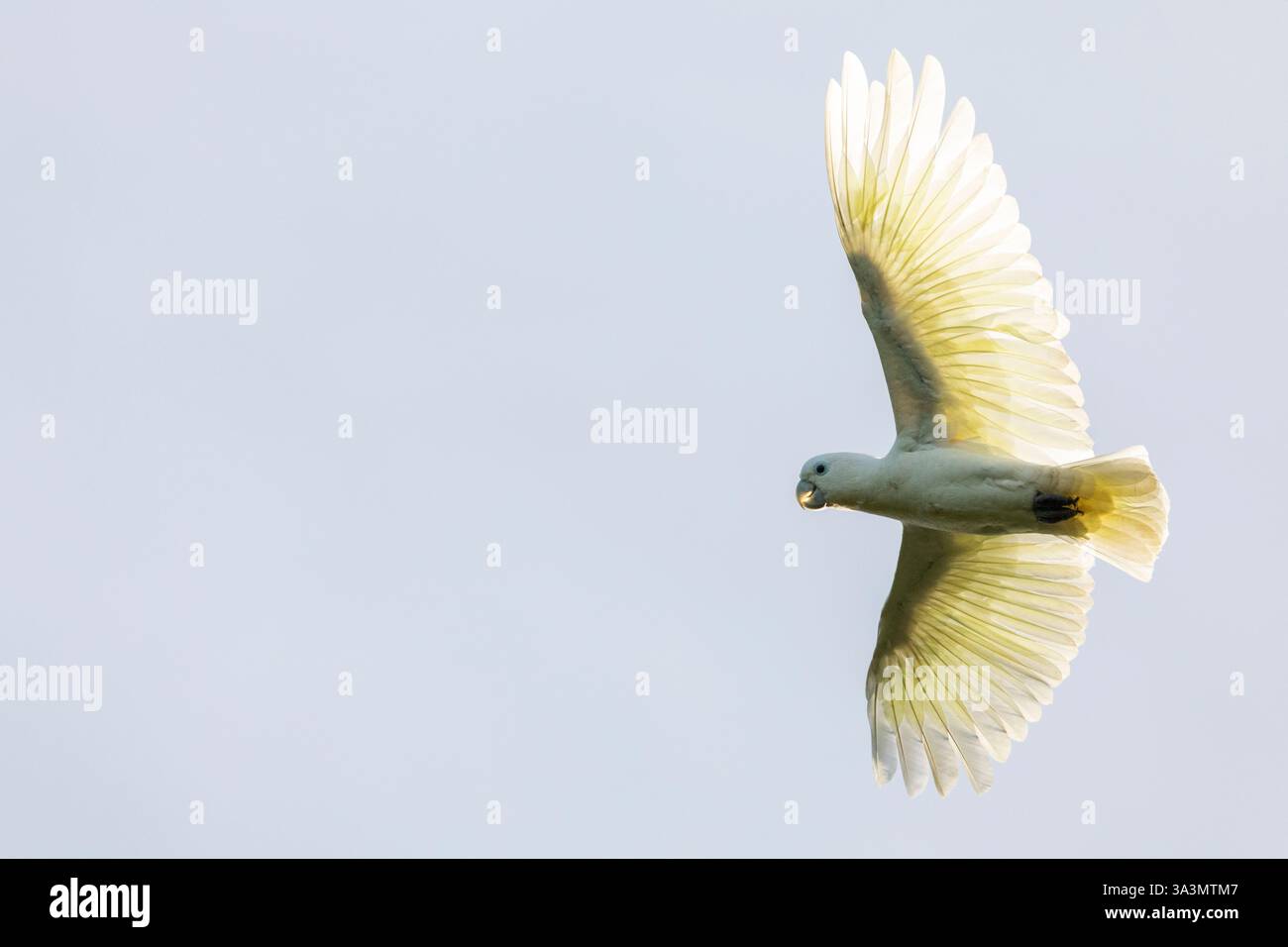 Solomons Cockatoo (Cacatua ducorpsii) near Honiara, Guadalcanal ...