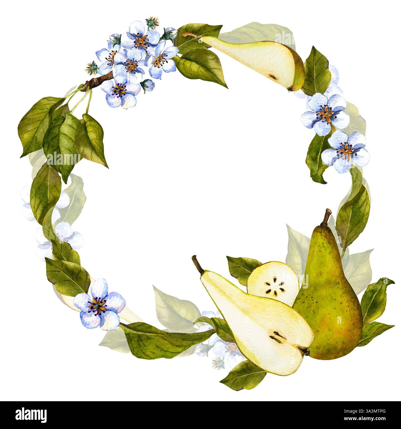 A wreath of blooming pear. Branches with flowers. Slice and whole juicy ...