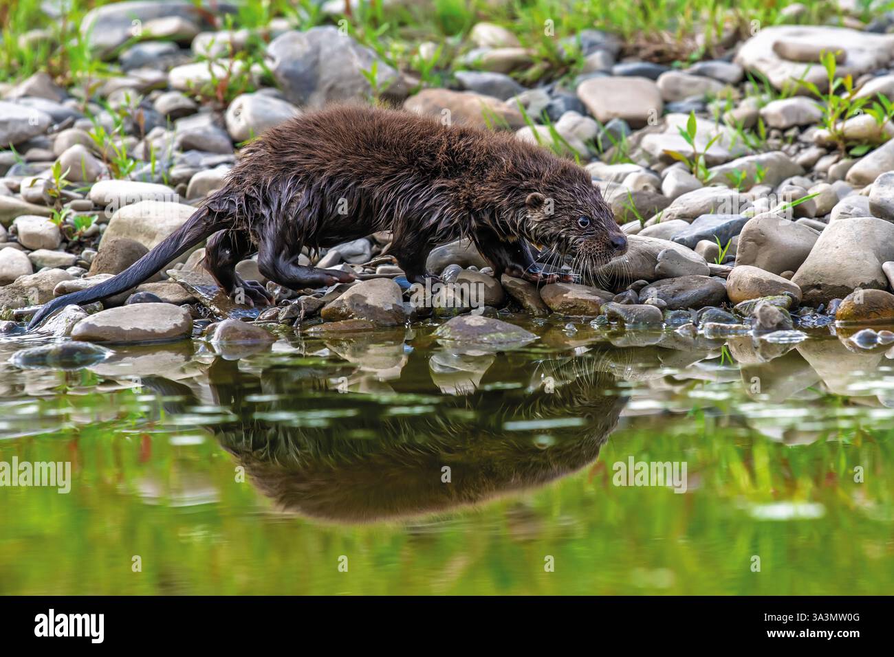 Otter in nature habitat. Portrait of water predator. Animal from the ...