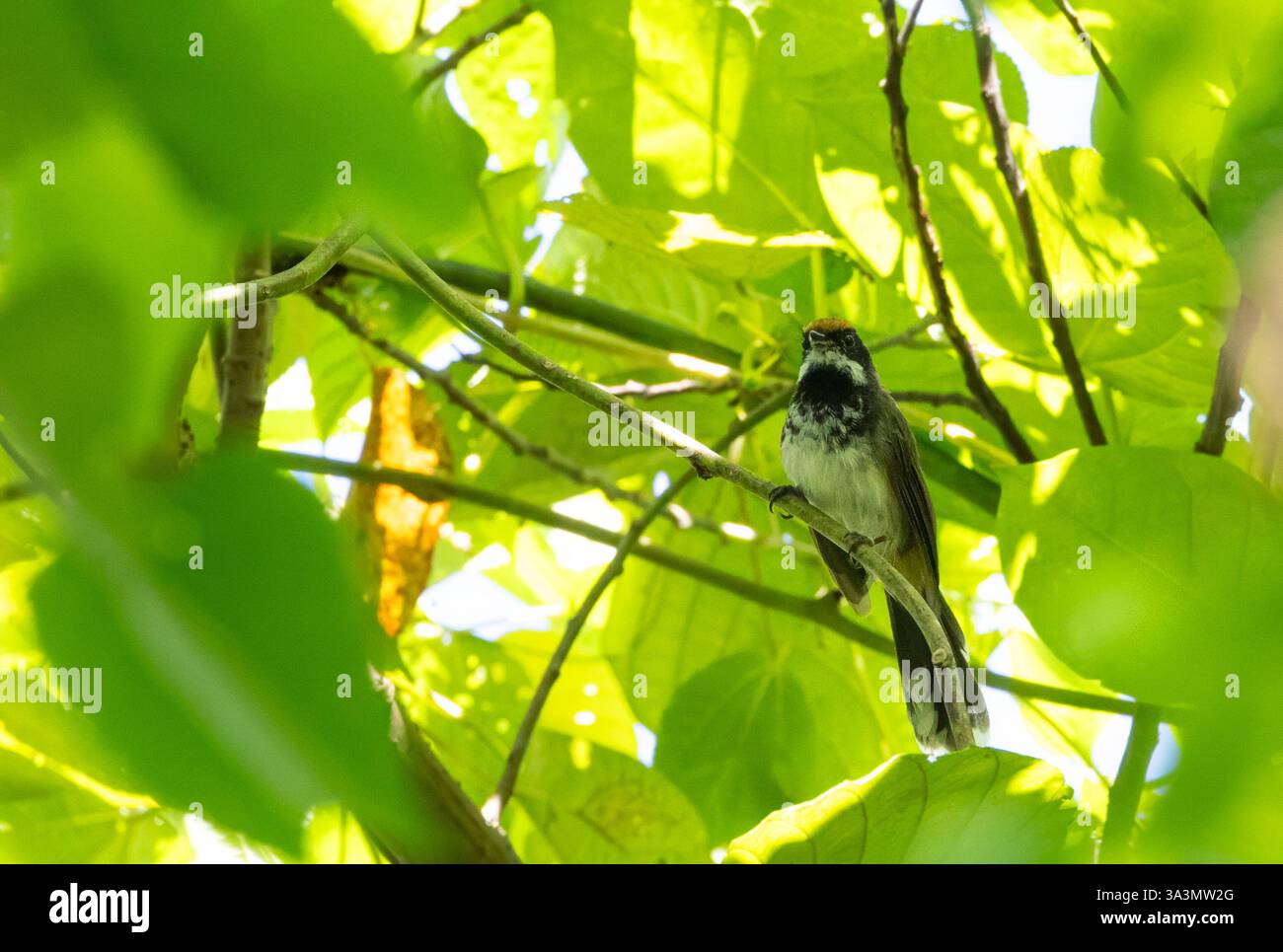 Santa Cruz Fantail (Rhipidura melanolaema agilis) on Nendo island in ...