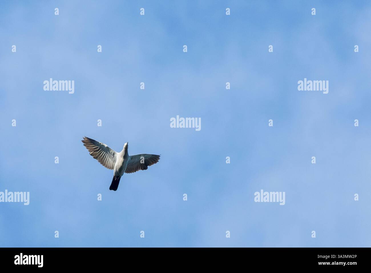 Island Imperial Pigeon (Ducula pistrinaria pistrinaria) on Makira ...