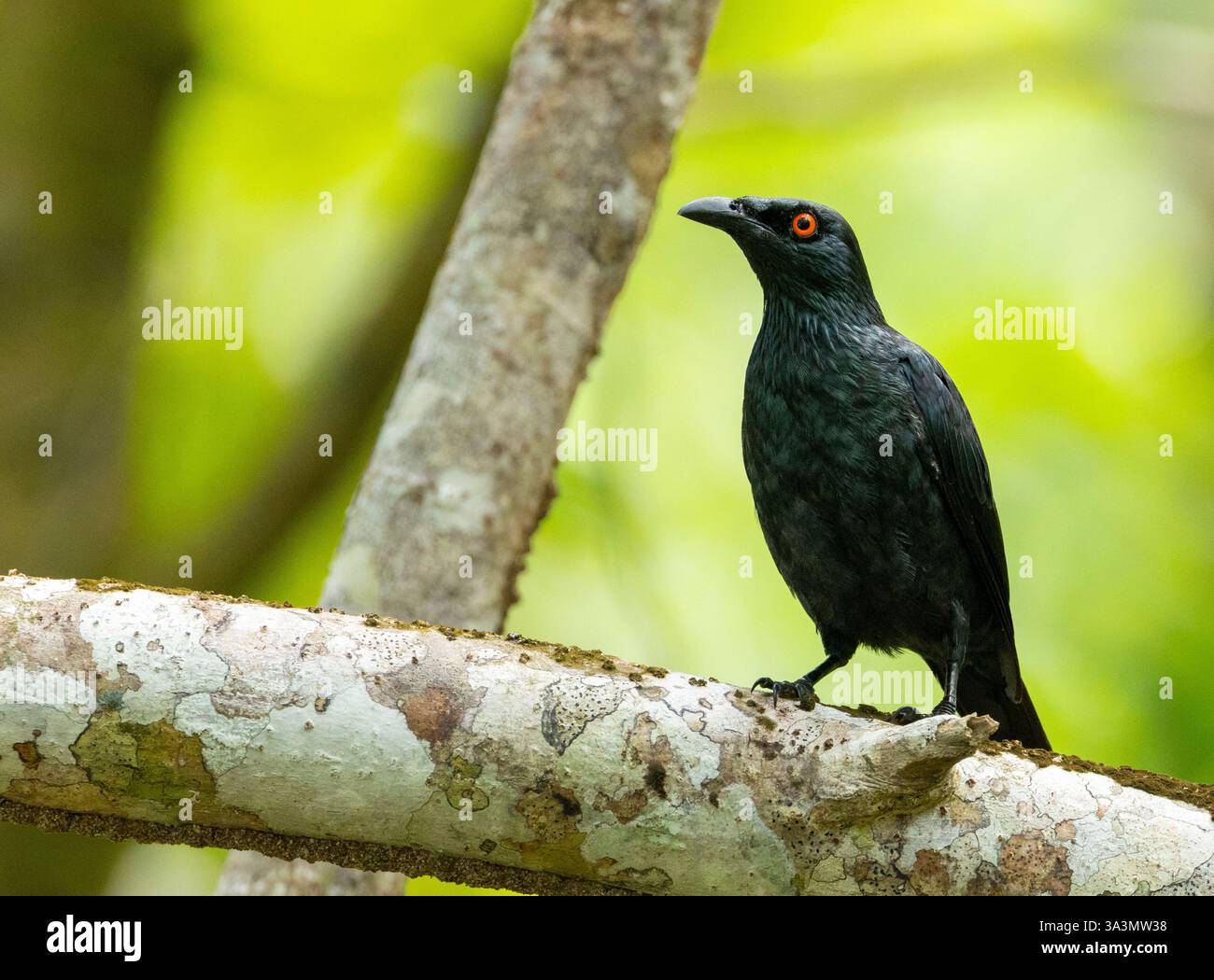 Singing Starling (Aplonis cantoroides) on the Solomon islands Stock ...