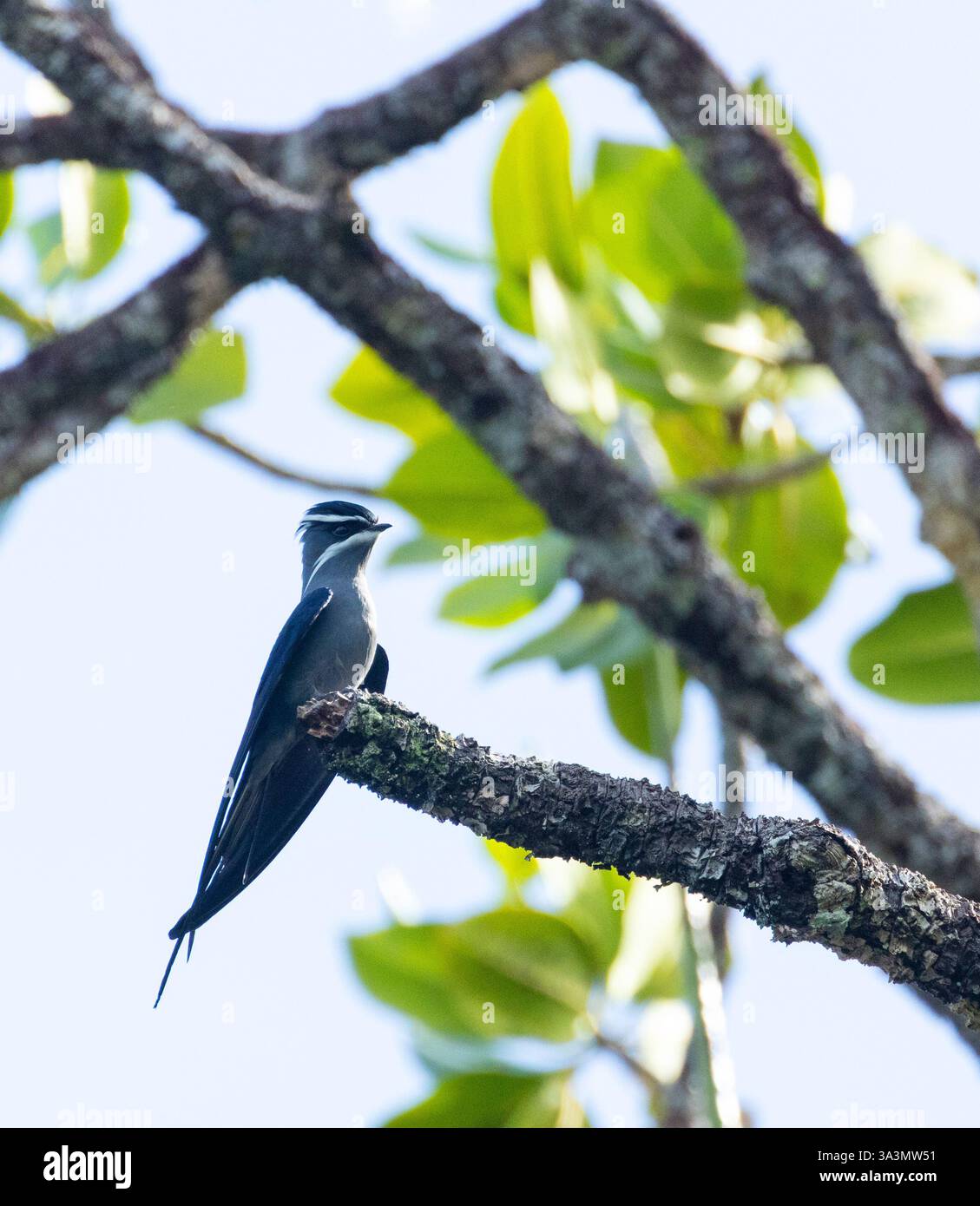 Moustached Treeswift (Hemiprocne mystacea) Kolombangara island in the ...
