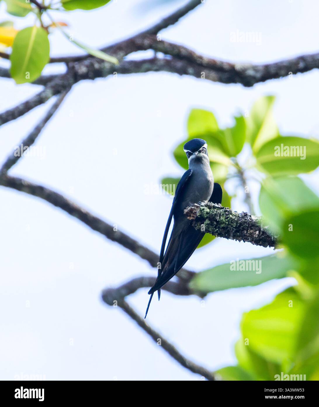 Moustached Treeswift (Hemiprocne mystacea) Kolombangara island in the ...