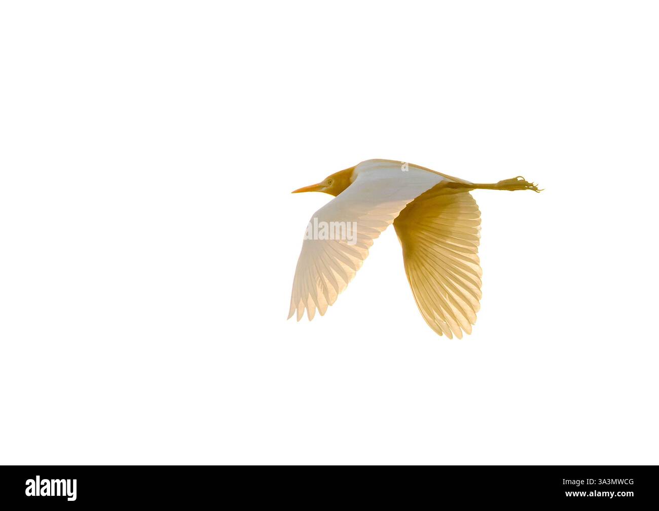 In breeding plumage Cut Out Stock Images & Pictures - Alamy
