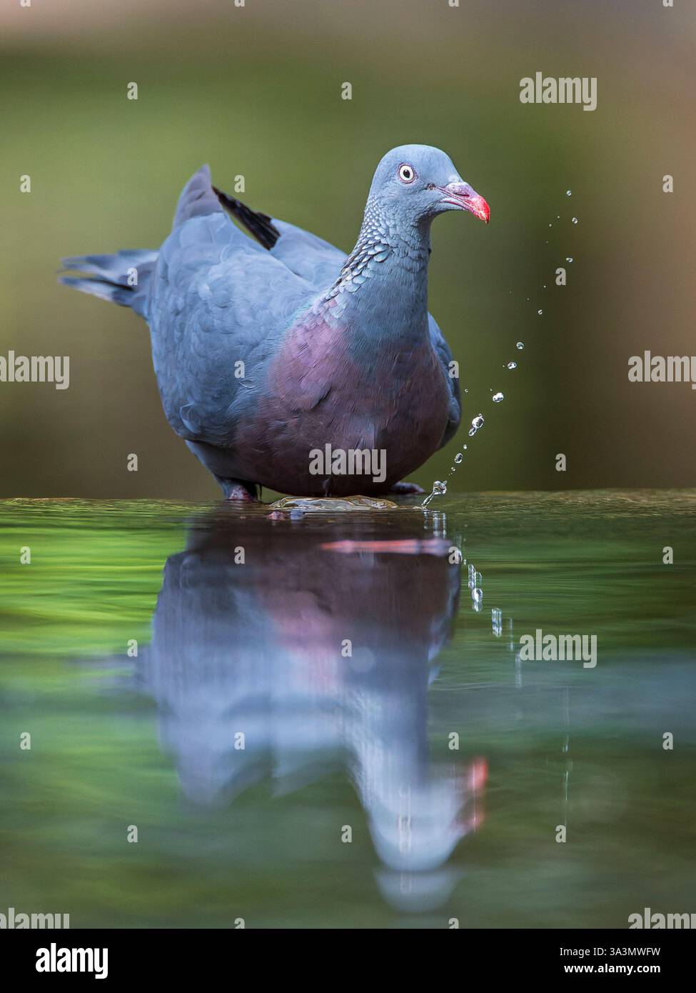 Endemic Trocaz Pigeon (Columba trocaz), also known as Madeira laurel ...