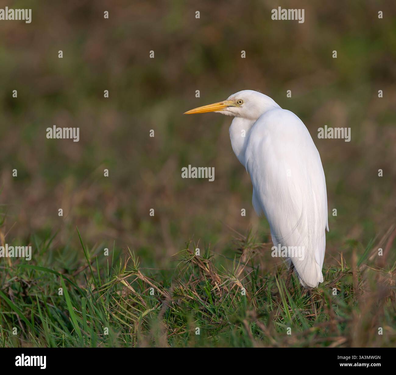Intermediate Egret (Ardea intermedia brachyrhyncha) in The Gambia. Also ...