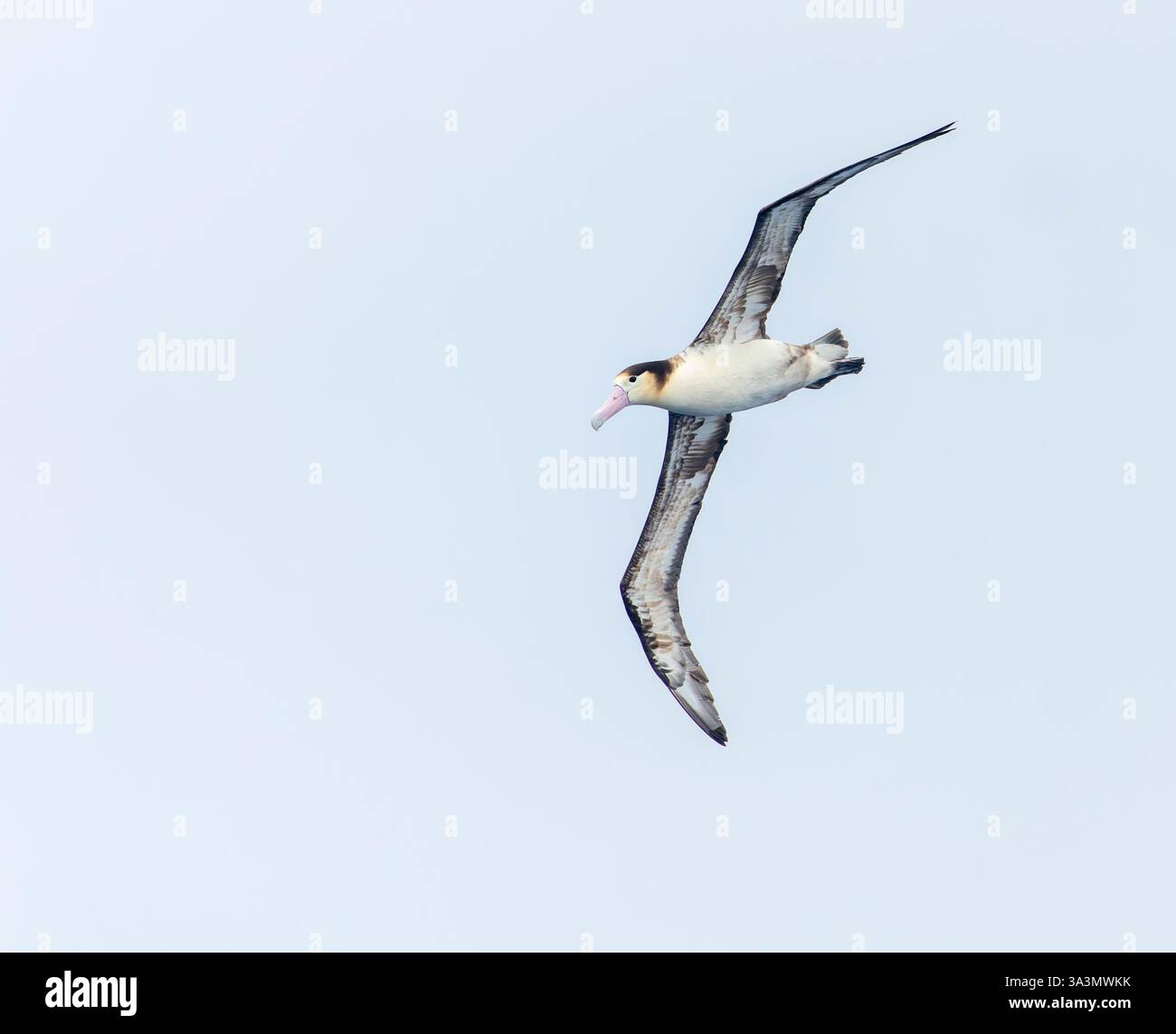 Short-tailed Albatross (Phoebastria albatrus) at sea off Torishima ...