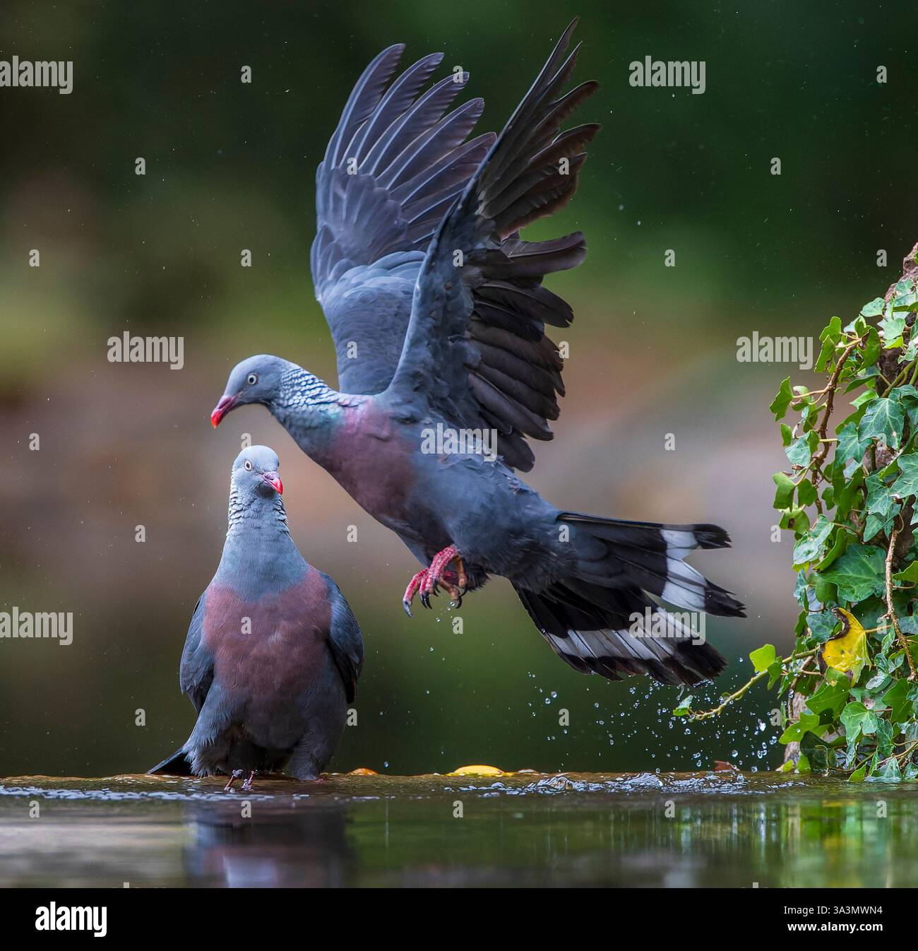 Endemic Trocaz Pigeon (Columba trocaz), also known as Madeira laurel ...