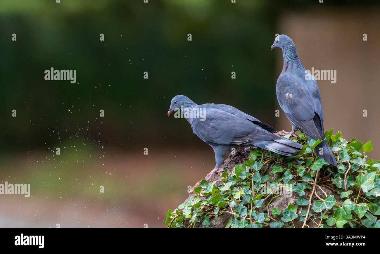 Endemic Trocaz Pigeon (Columba trocaz), also known as Madeira laurel ...