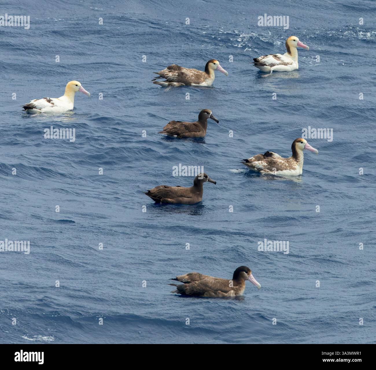 Black footed albatross flock hi-res stock photography and images - Alamy