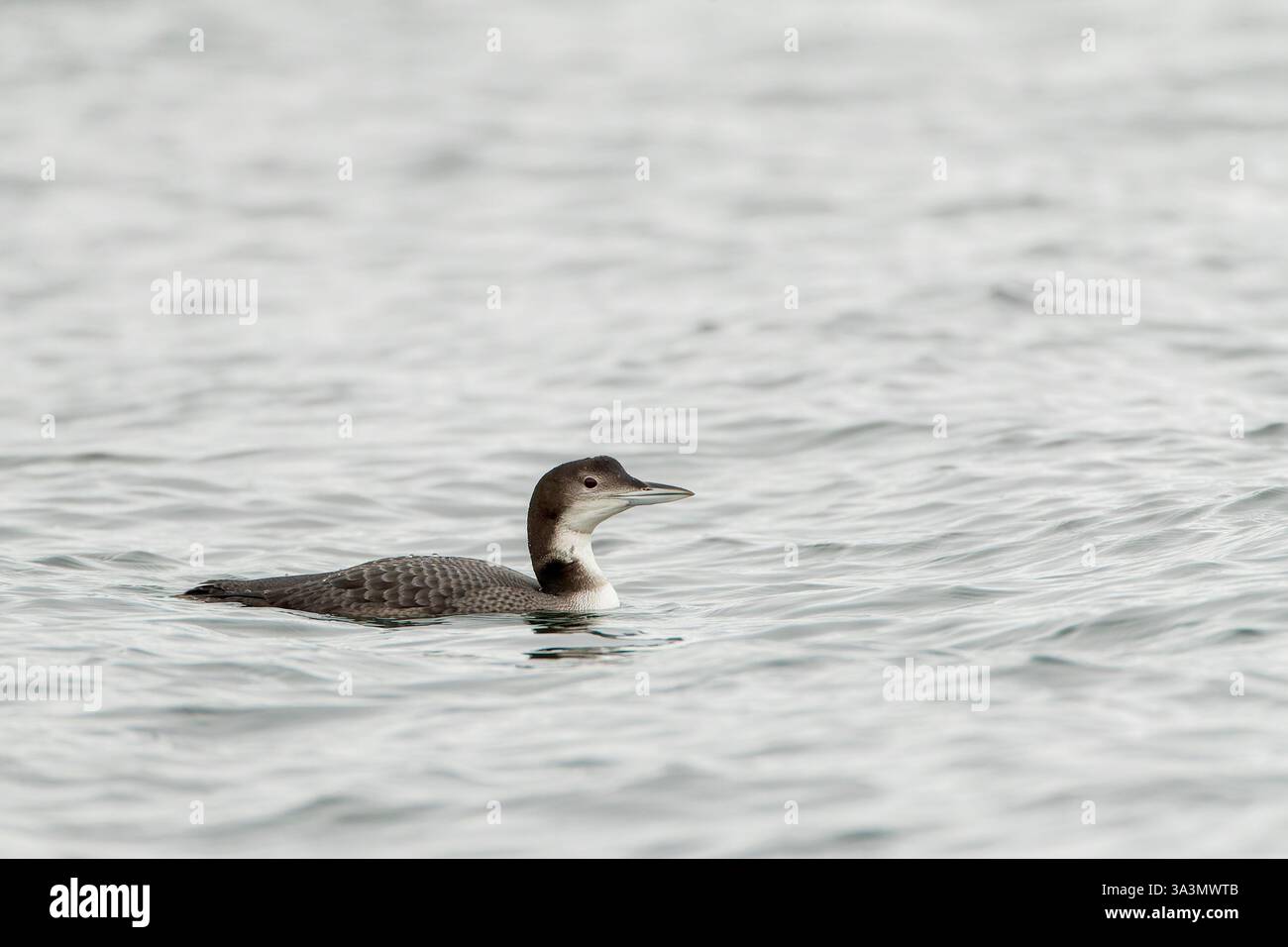 First-winter Great Northern Diver (Gavia immer) wintering at the ...