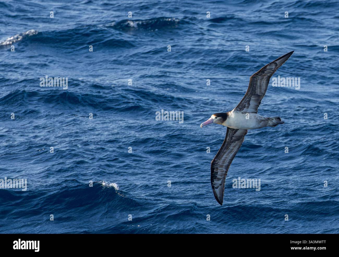 Short-tailed Albatross (Phoebastria albatrus) at sea south of Tokyo ...