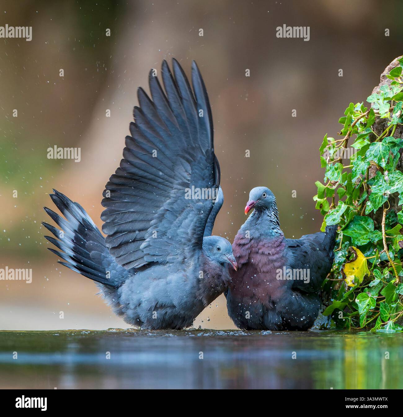 Endemic Trocaz Pigeon (Columba trocaz), also known as Madeira laurel ...