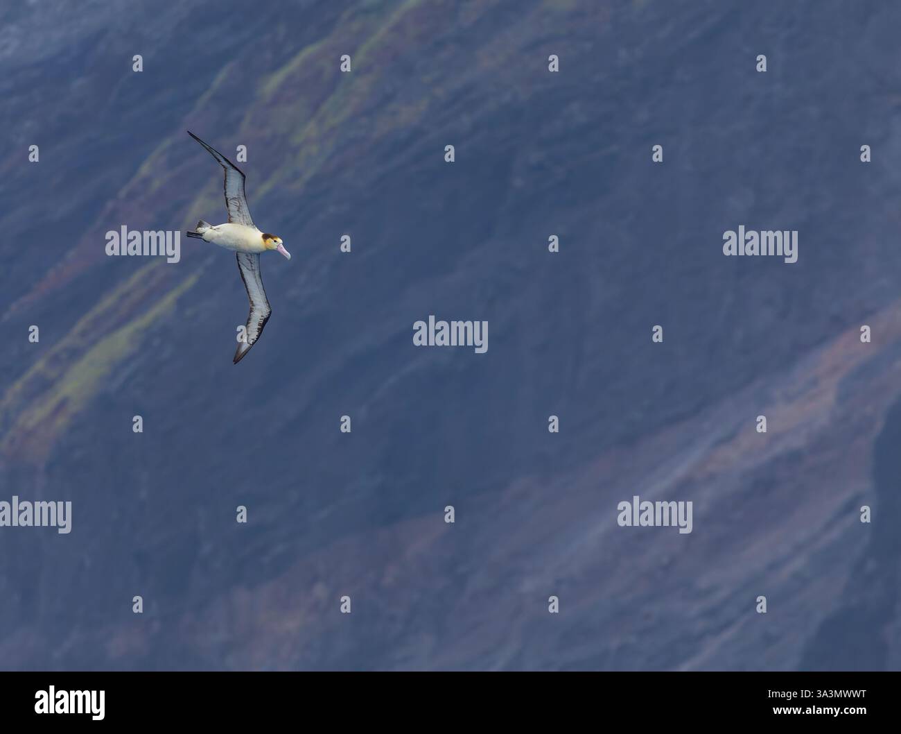 Short-tailed Albatross (Phoebastria albatrus) at sea off Torishima island, Japan. Also known as ...