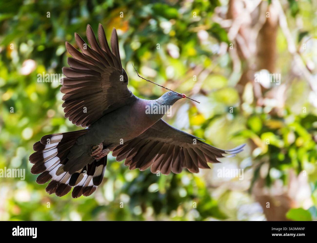 Endemic Trocaz Pigeon (Columba trocaz), also known as Madeira laurel ...