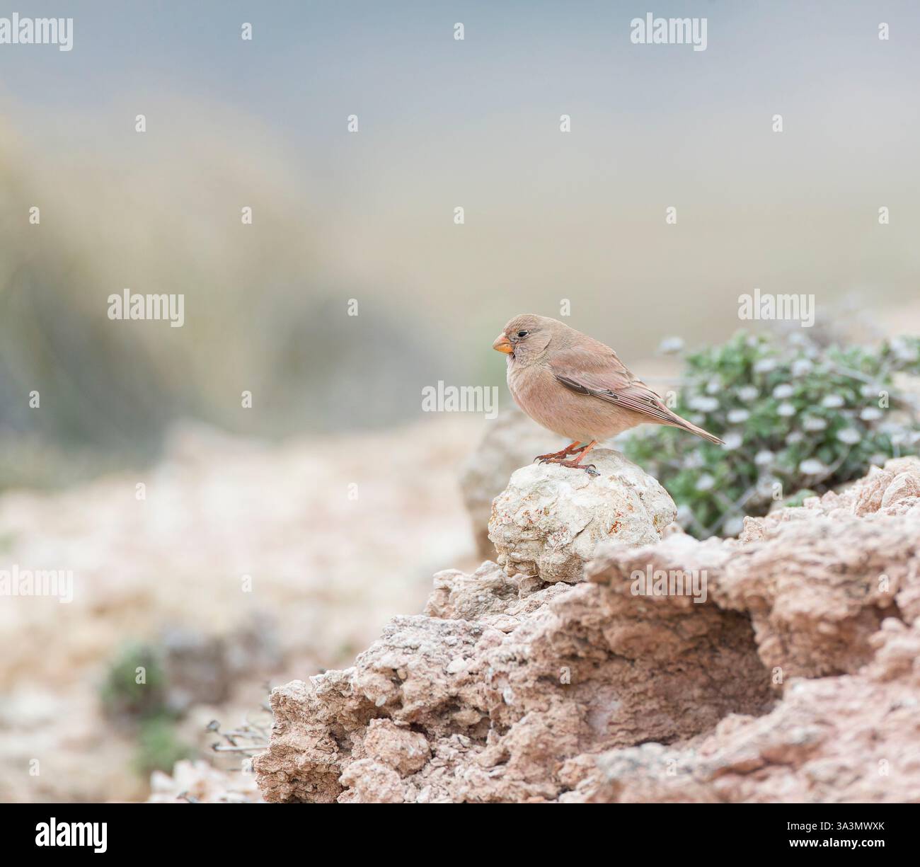 Finch type hi-res stock photography and images - Alamy