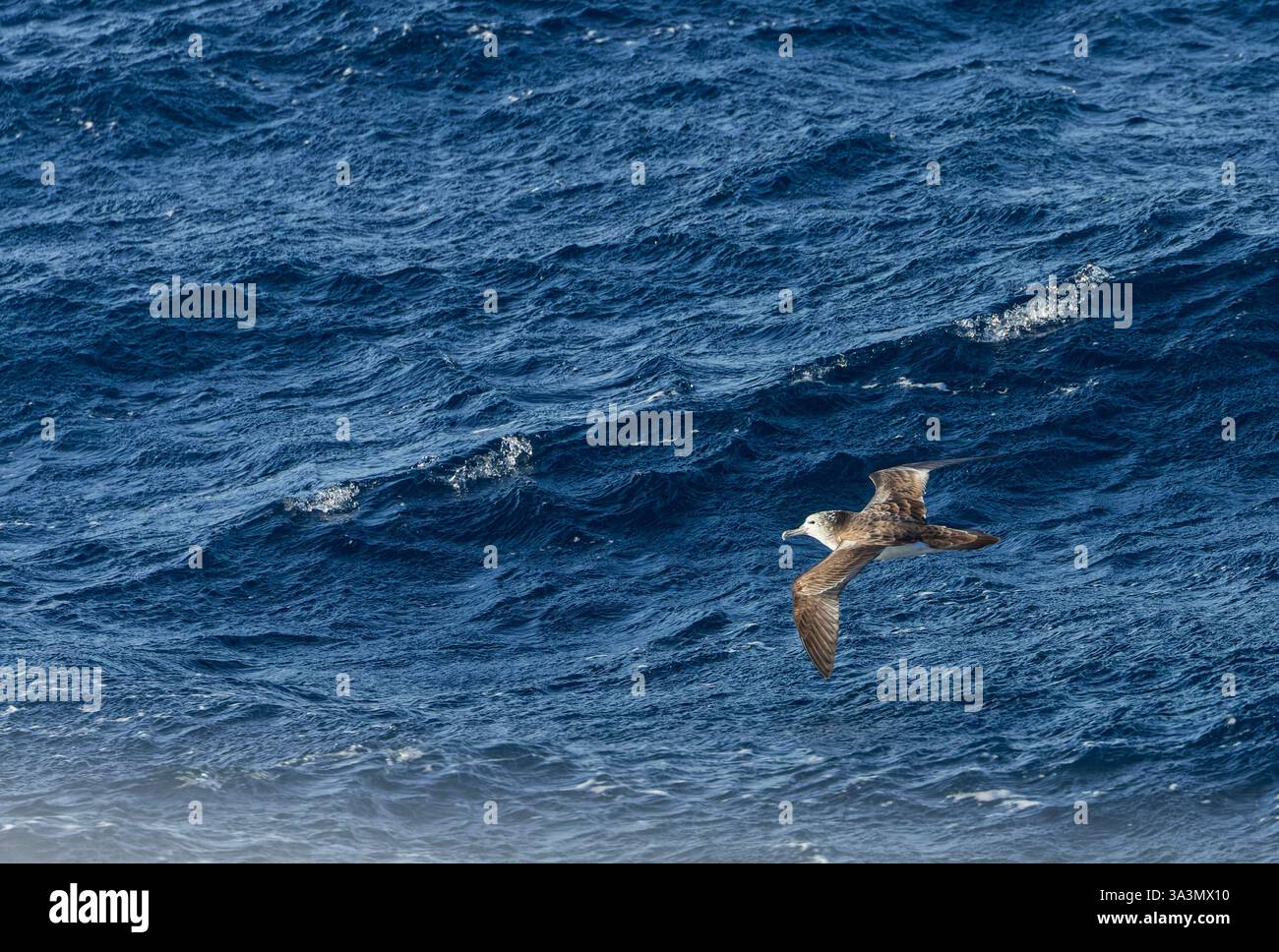 Streaked Shearwater (Calonectris leucomelas) in flight over the sea ...